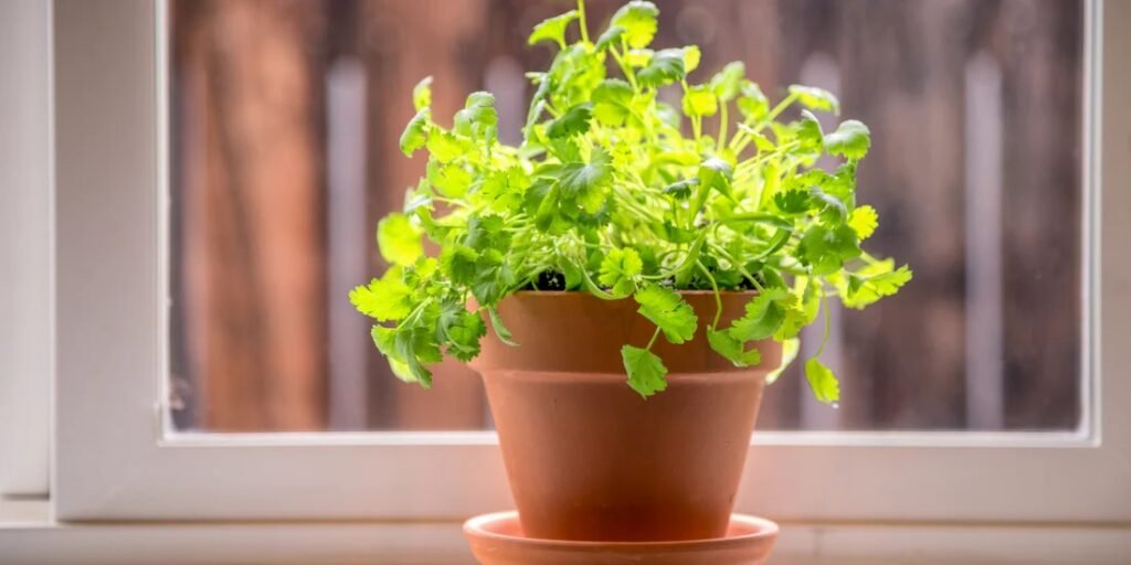 10 Medicinal Plants and Their Uses with Pictures - Residence Styles